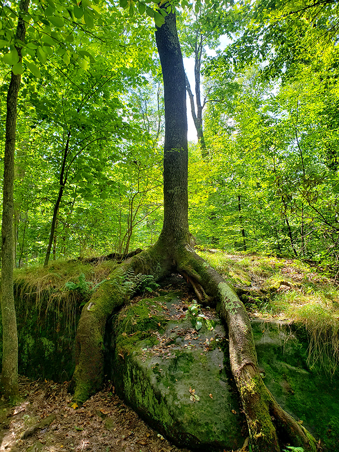 Tree roots embracing rock like an old married couple who've grown perfectly around each other's quirks.