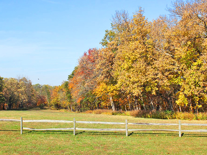 Fall's golden touch turns ordinary trees into extraordinary spectacles. Who needs New England when Nebraska delivers this kind of leaf-peeping perfection?