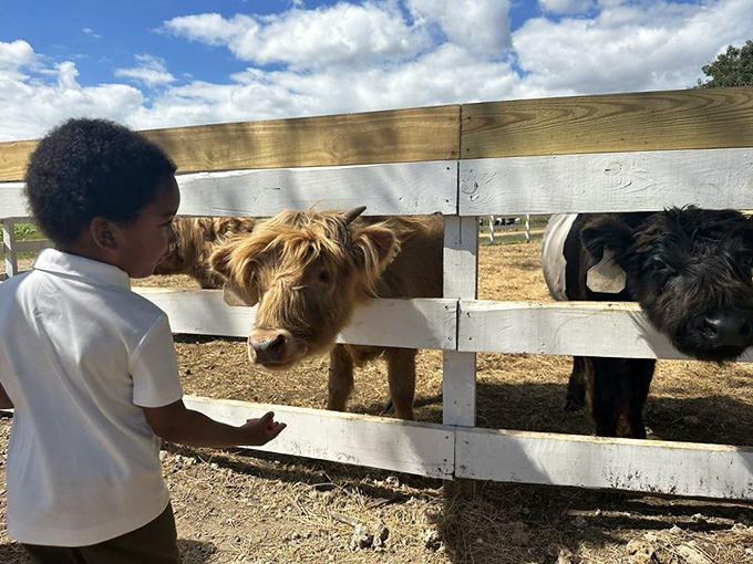 Making new friends is part of the farm experience&mdash;these gentle Highland cattle are ready for their close-up and maybe a gentle scratch.