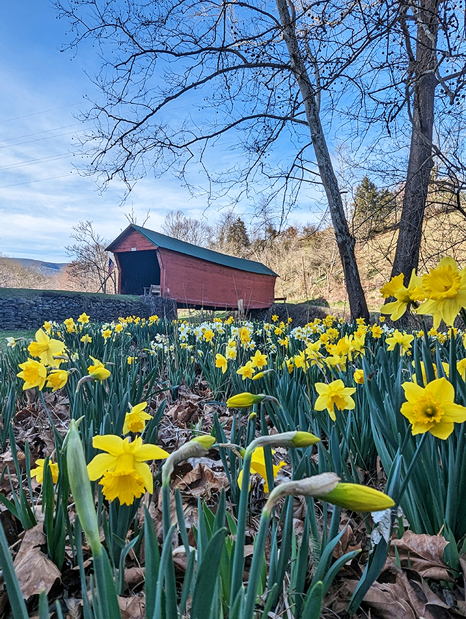 Spring brings a golden carpet of daffodils, nature's own welcome committee for this historic landmark.
