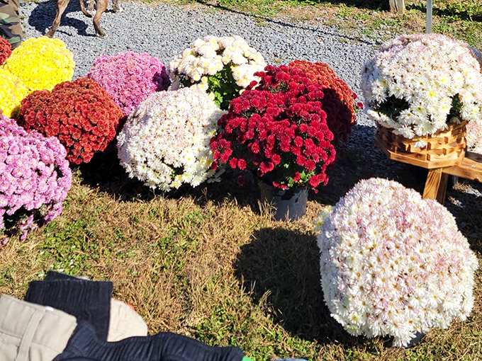 Nature's color palette on full display! These vibrant mums bring garden dreams to life even for those of us with notorious black thumbs.