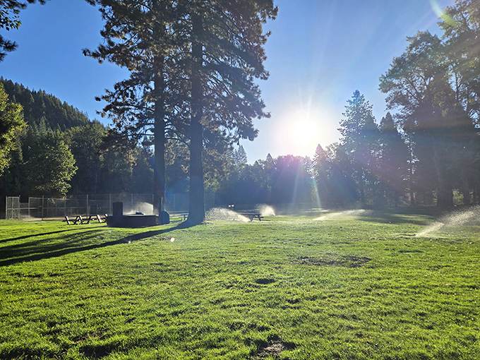 Morning sprinklers create nature's light show at Gansner Park, where locals start their day with fresh air and Sierra-filtered sunshine.