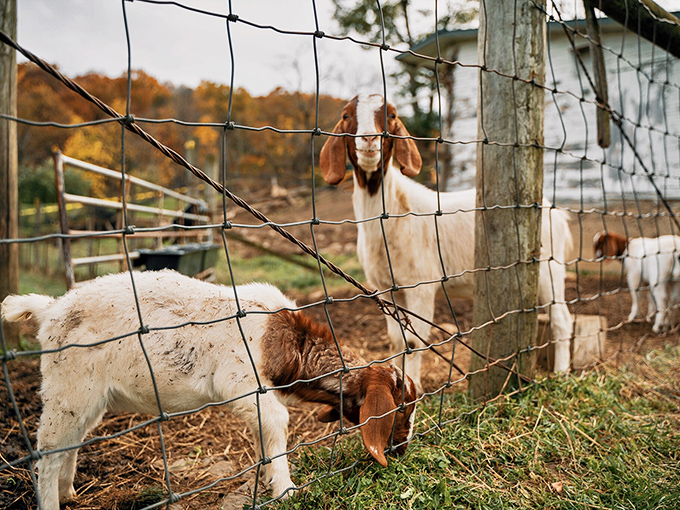 This inquisitive goat seems to be asking, "Got any snacks?" while its friends focus on the serious business of hay consumption.