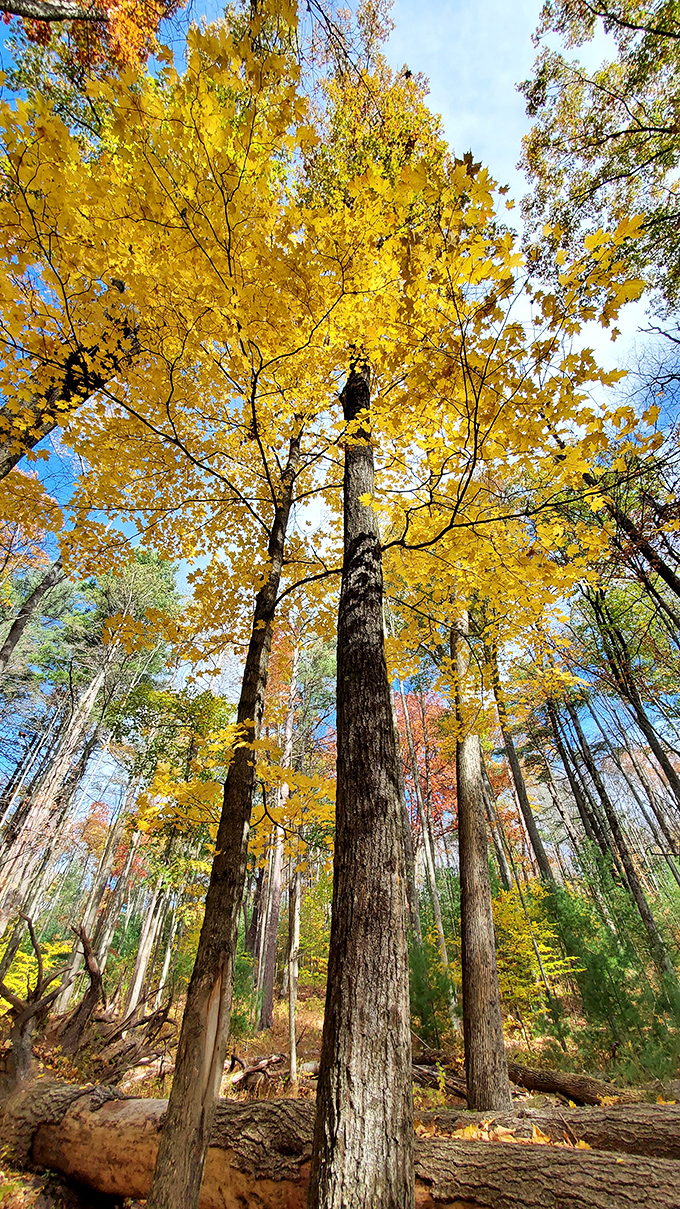 Looking up through autumn's golden canopy feels like standing beneath a natural cathedral that makes Notre Dame seem understated.