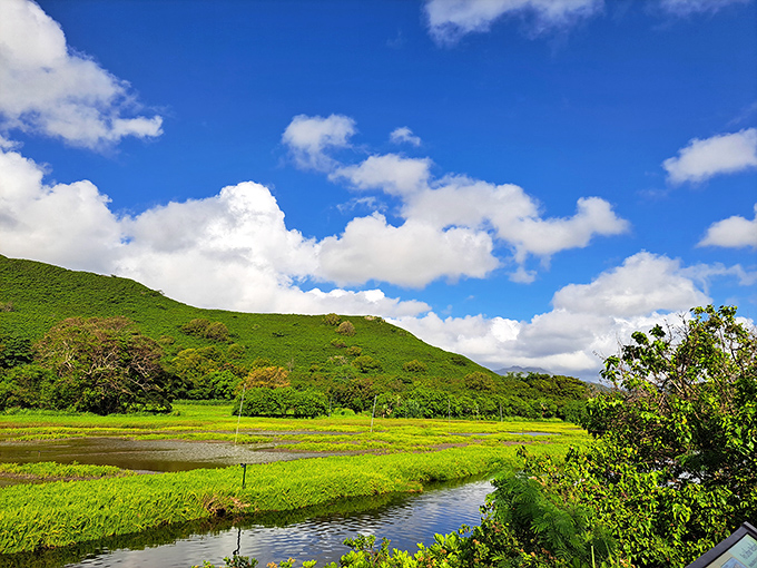 Where ancient wetlands meet modern jogging paths, and somehow both sides of history get along perfectly fine. 