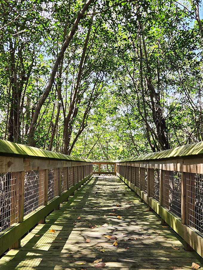 Nature's air conditioning flows through this mangrove boardwalk. Florida's wild side remains just steps away from civilization.