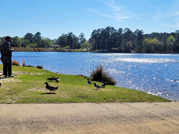 Lake Rim Park's shoreline welcomes both human visitors and waterfowl residents, creating a nature experience that's better than anything on television.
