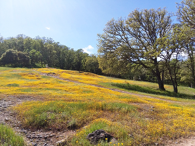 Spring wildflowers carpet the hillsides around Ukiah, creating nature's version of a psychedelic shag carpet from the 1970s.
