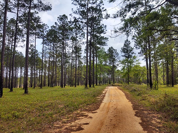 This pine-lined trail invites you to trade your digital footprint for actual footprints, where cell service fades but clarity returns.