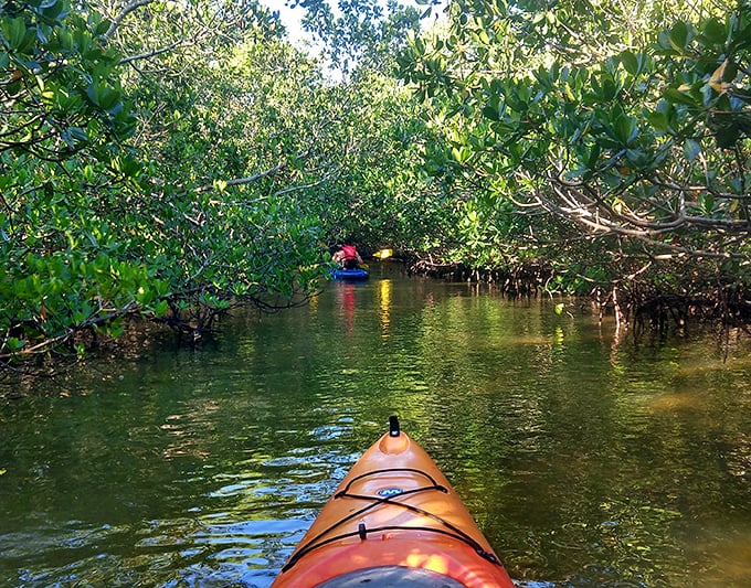 Mangrove tunnels beckon – kayaking through these natural corridors feels like discovering Florida's best-kept secret.