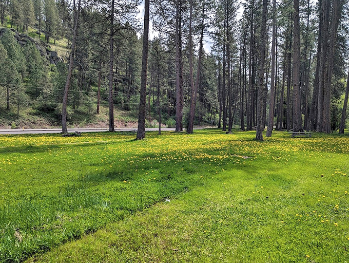 Nature's yellow carpet – a meadow that proves Oregon doesn't need Dutch tulip fields to create spectacular displays.
