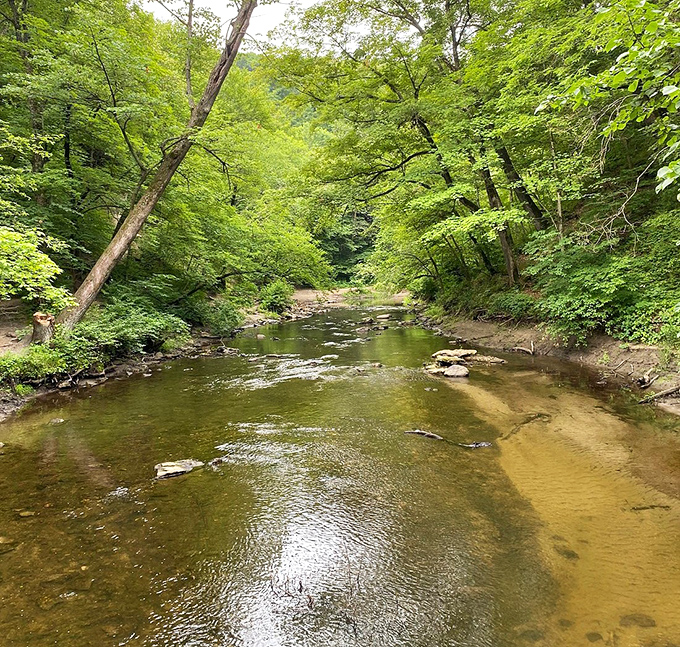 Minneopa Creek meanders peacefully through a verdant corridor of trees, the calm before its dramatic plunge.