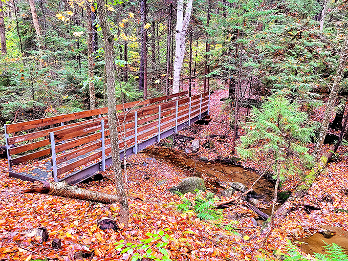 Nature's cathedral awaits just across this wooden bridge. Fall leaves carpet the forest floor like nature's confetti celebrating the changing seasons.