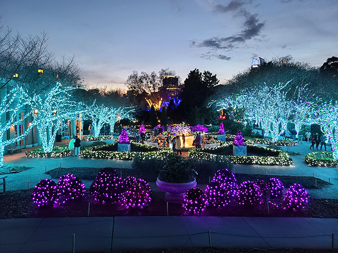 When night falls, the garden transforms into an electric dreamscape that makes Christmas lights look like amateurs.
