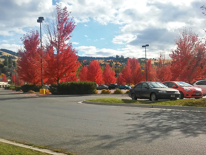 Fall in Montana paints even parking lots with spectacular color. Those flame-red trees make even a quick Goodwill run feel like a scenic adventure.