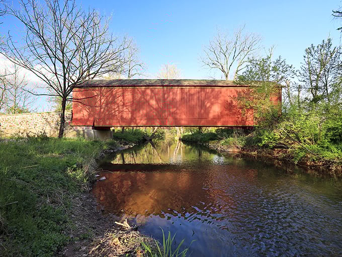 Morning light bathes the bridge in a golden glow, its reflection dancing on Pidcock Creek like nature's own double-exposure photograph.