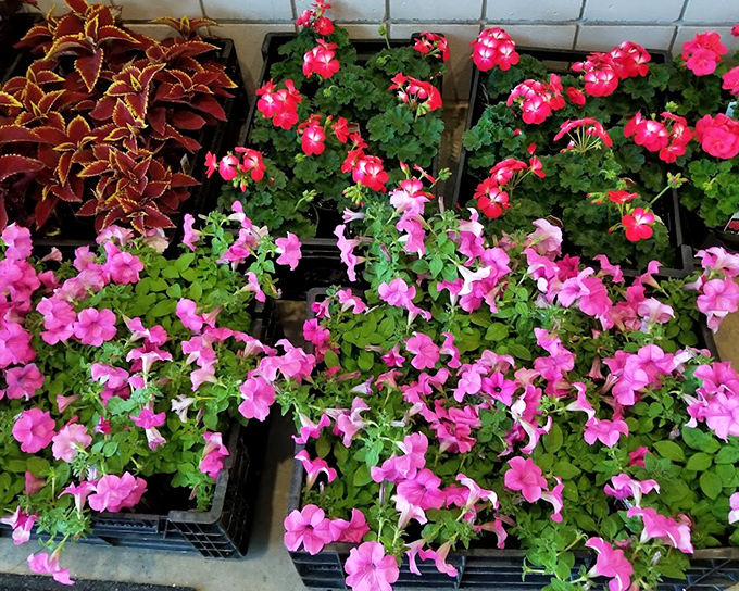 Nature's retail therapy in vibrant pink. These petunias don't care about your decorating scheme—they're here to make everything prettier.
