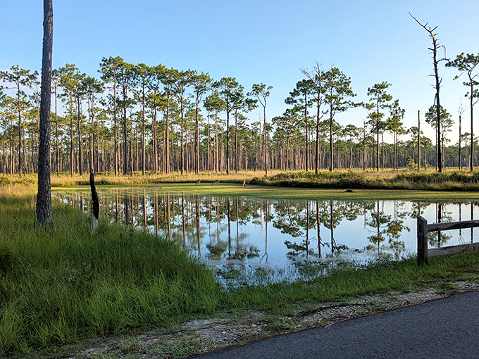 This reflective pond creates perfect mirror images of the pines, proving that Florida's natural beauty is worth seeing twice.