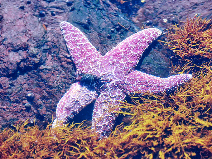 A purple starfish, nature's most flamboyant decorator, adds a splash of color to the rocky underwater neighborhood.