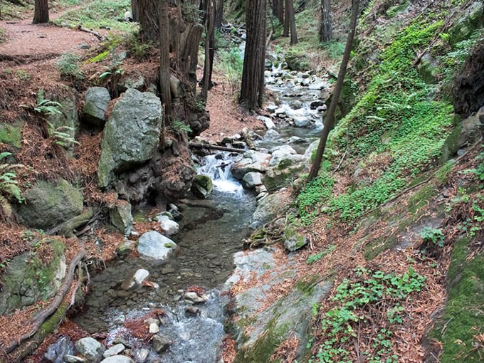 Creek waters choreograph a natural symphony over ancient stones. Nature's version of a sound machine you'd pay $59.99 for at Brookstone.