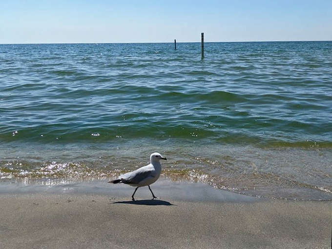 Local resident giving side-eye to beach visitors, silently judging your sandwich choices while contemplating shoreline real estate.