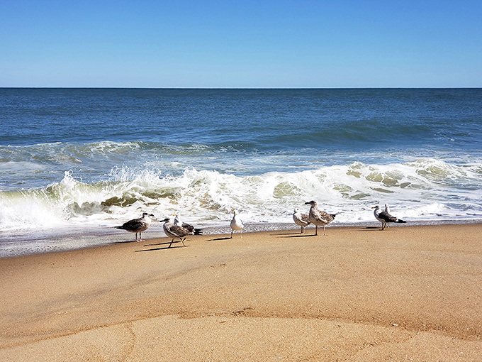 Seagulls patrol the shoreline like feathered beach inspectors, always ready for their close-up shot.