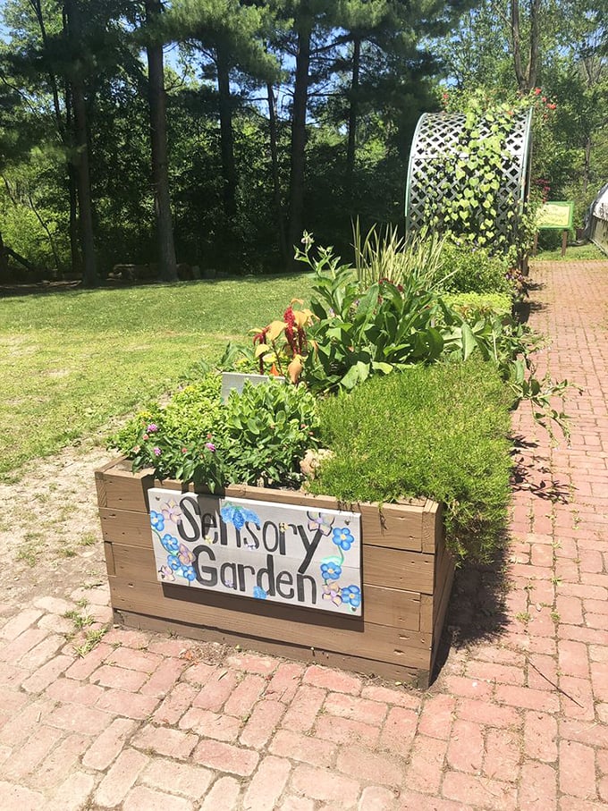 The Sensory Garden: where plants aren't just for looking at. Touch, smell, and experience nature in a way that makes all five senses throw a party.