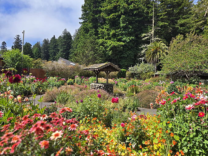 A garden explosion of color that makes you wonder if Mother Nature is showing off. Eureka's mild climate creates the perfect canvas for botanical masterpieces.