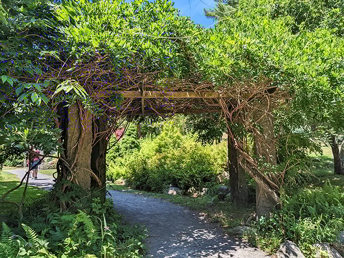 This vine-covered passageway is basically nature's version of a red carpet, leading to the VIP section of the forest.