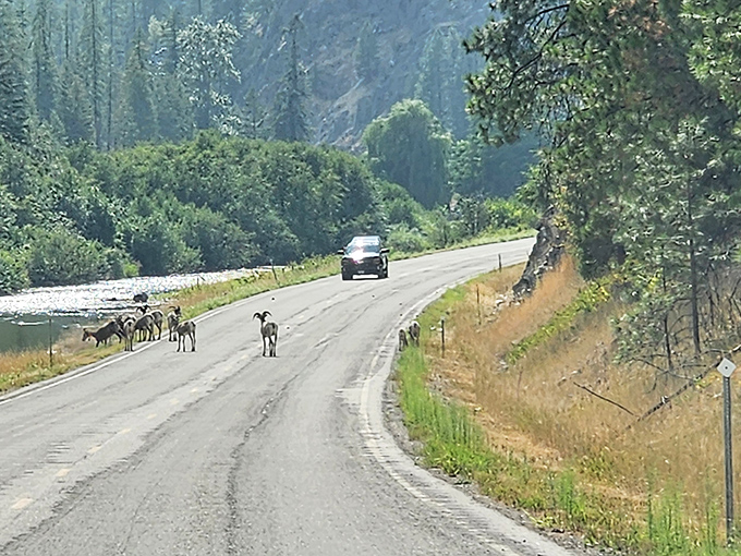 Montana traffic jam: When local wildlife claims right-of-way, the only appropriate response is to reach for your camera, not your horn.