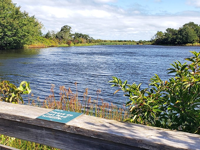 Wetland wilderness: Just minutes from downtown's bustle, Sheriff's Meadow Sanctuary offers a glimpse of Martha's Vineyard as it existed before the first summer home was built.