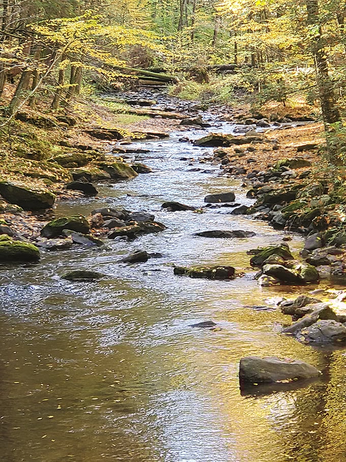 Dingmans Creek meanders through moss-covered rocks, creating the peaceful soundtrack for your entire forest journey.