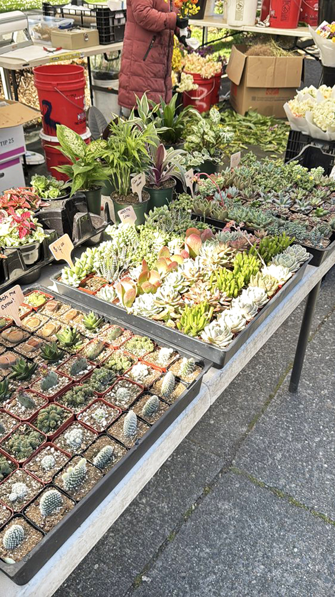 Seattle's plant obsession on full display&mdash;these succulent arrangements are tiny masterpieces for those who kill regular houseplants with just a glance.