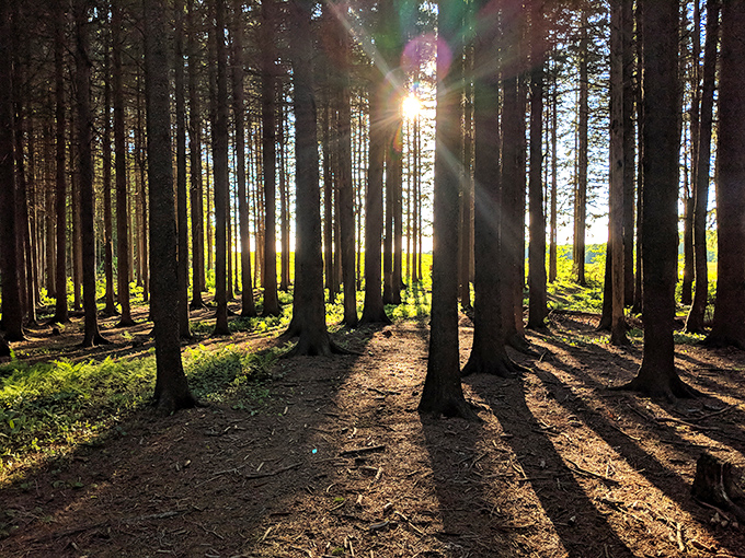 Tranquil waters reflect a perfect blue sky. This lily-dotted lake is where stress comes to drown and peace floats to the surface.