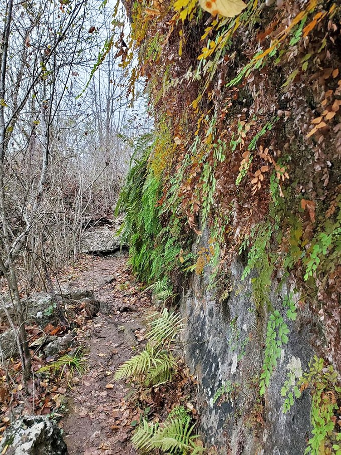 Moss-covered limestone walls line hiking trails like nature's wallpaper, creating corridors through time in the Texas wilderness.