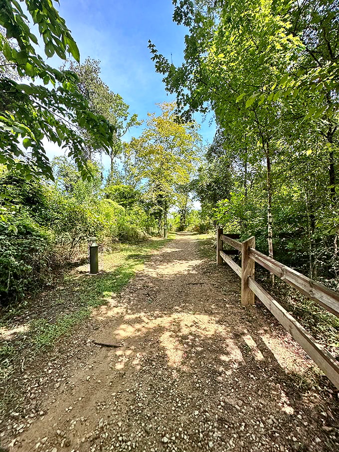 Nature's corridor: Dappled sunlight creates a pattern of light and shadow along this inviting trail, beckoning hikers deeper into the forest's embrace.