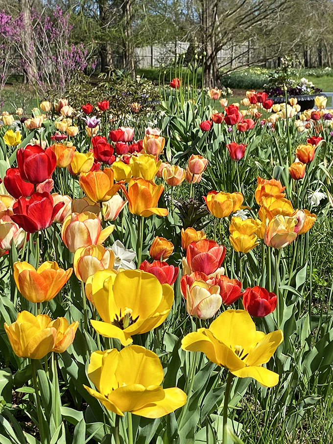 Nature's color palette gone wild! These tulips are having their own springtime festival, no Instagram filter required.