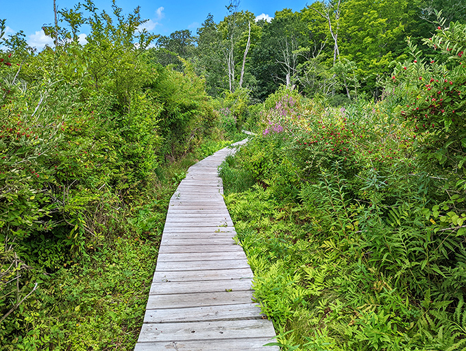 White Memorial's boardwalk trail&mdash;where you can commune with nature without having to explain to your doctor why your shoes are muddy.