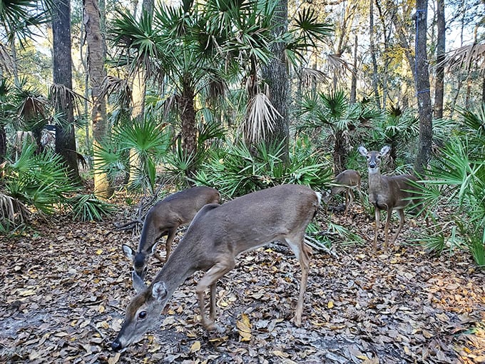 Dinner time in the forest &ndash; these deer don't need reservations or menus to enjoy nature's bounty among the palmettos.