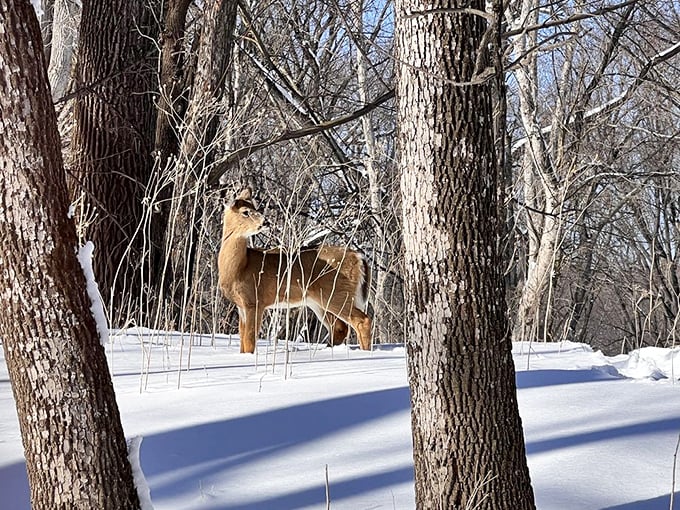 This deer paused just long enough for a perfect winter portrait, probably wondering why humans need so many layers when fur works perfectly fine.