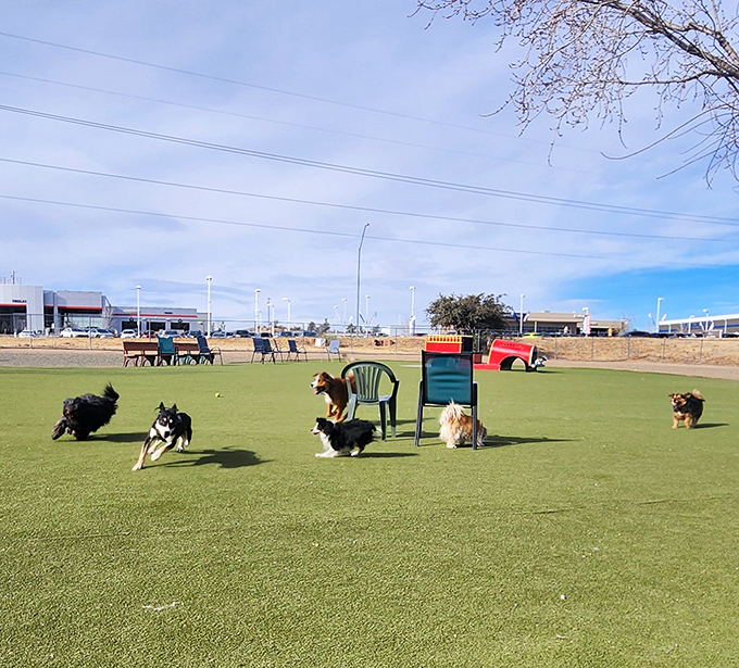 The Willow Creek Dog Park &ndash; where four-legged locals show off their social skills while their humans pretend they're just there to supervise.