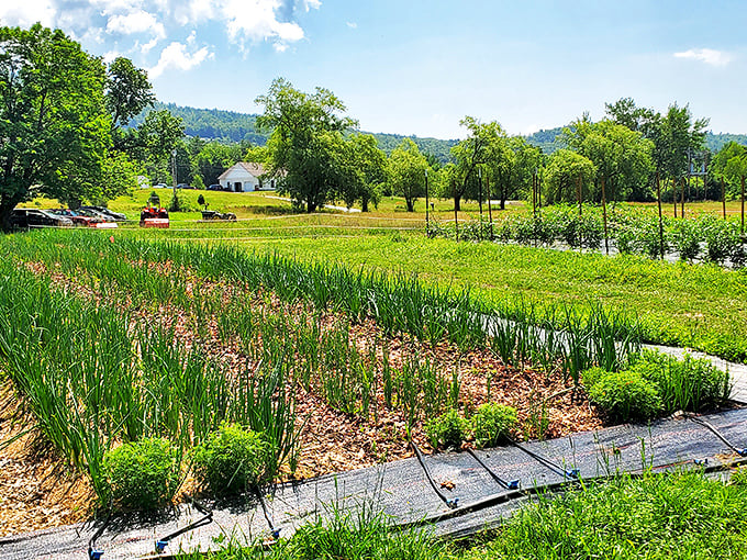 Winter Street Farm's orderly rows tell stories of patience and persistence, where garden geometry meets farm-to-table dreams in neat, green lines. 