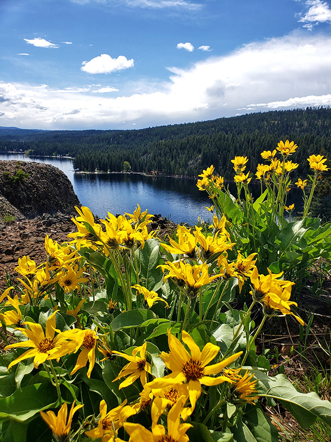 Wildflowers framing lake views so perfectly, you'd swear someone hired a professional staging team, but nope&mdash;just nature showing off.