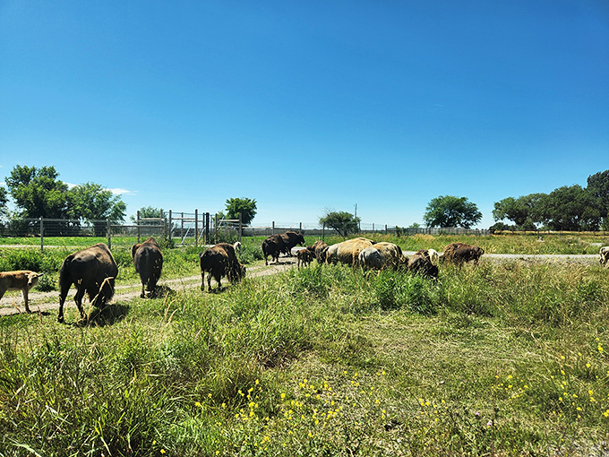 Local agricultural traditions thrive near Rexburg, where farm-fresh produce means farmers market prices that won't stampede your budget.