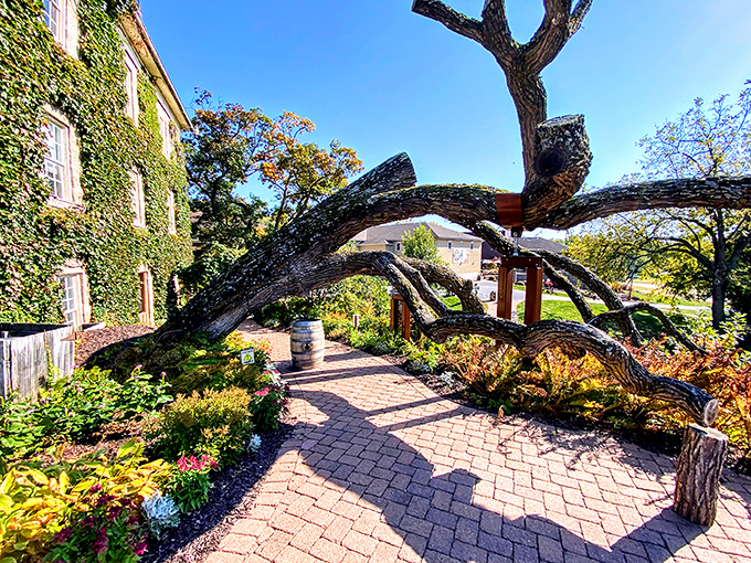 A gnarled tree arch frames the pathway like nature's own sculpture, proving Wisconsin has artistic ambitions beyond cheese.