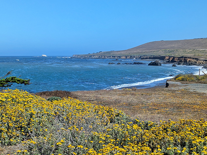 Where golden wildflowers meet azure waters &ndash; Mother Nature showing off her color coordination skills along the Central Coast.
