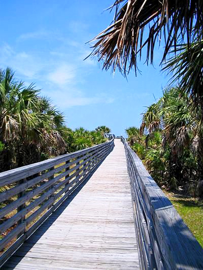 The wooden boardwalk slices through a sea of palmettos, offering safe passage through Florida's wild side without a single mosquito bite.