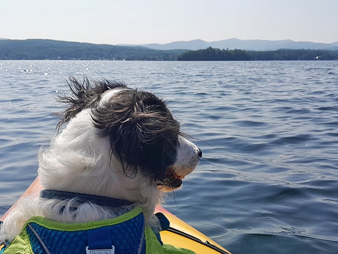 Man's best friend enjoying nature's best view. This nautical navigator seems to appreciate Bomoseen's pristine waters as much as any human captain would.