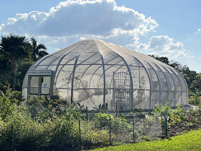 Step inside the butterfly conservatory, where these winged jewels flutter about in climate-controlled comfort. Nature's stained glass windows come to life.