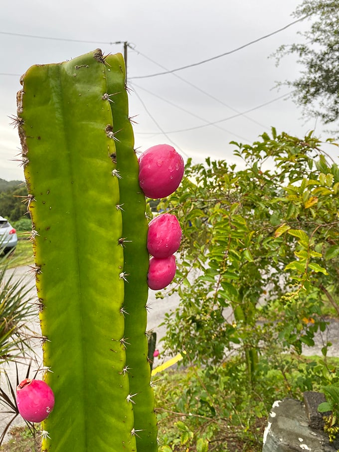 Even the cacti at Renninger's are showstoppers! This prickly character with its hot pink fruit looks like something from a Dr. Seuss garden.